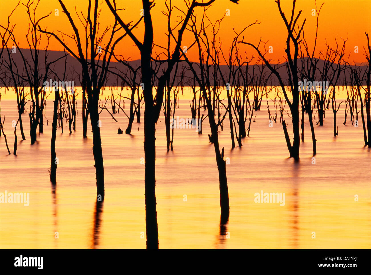 Sunset over Lake Kariba with dead trees silhouetted against he orange ...