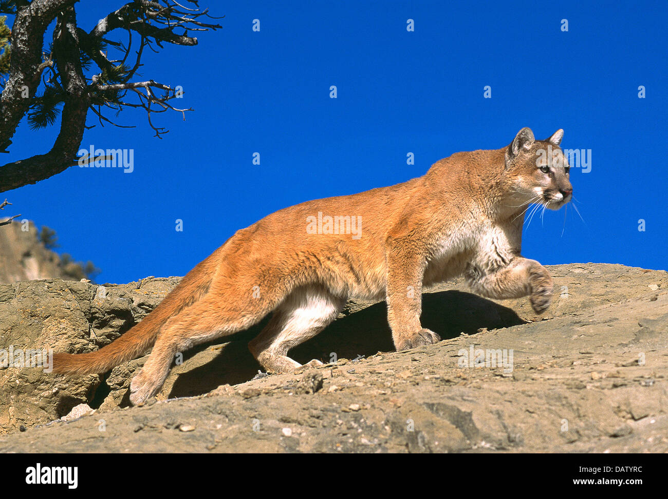 Mountain lions prowling hi-res stock photography and images - Alamy