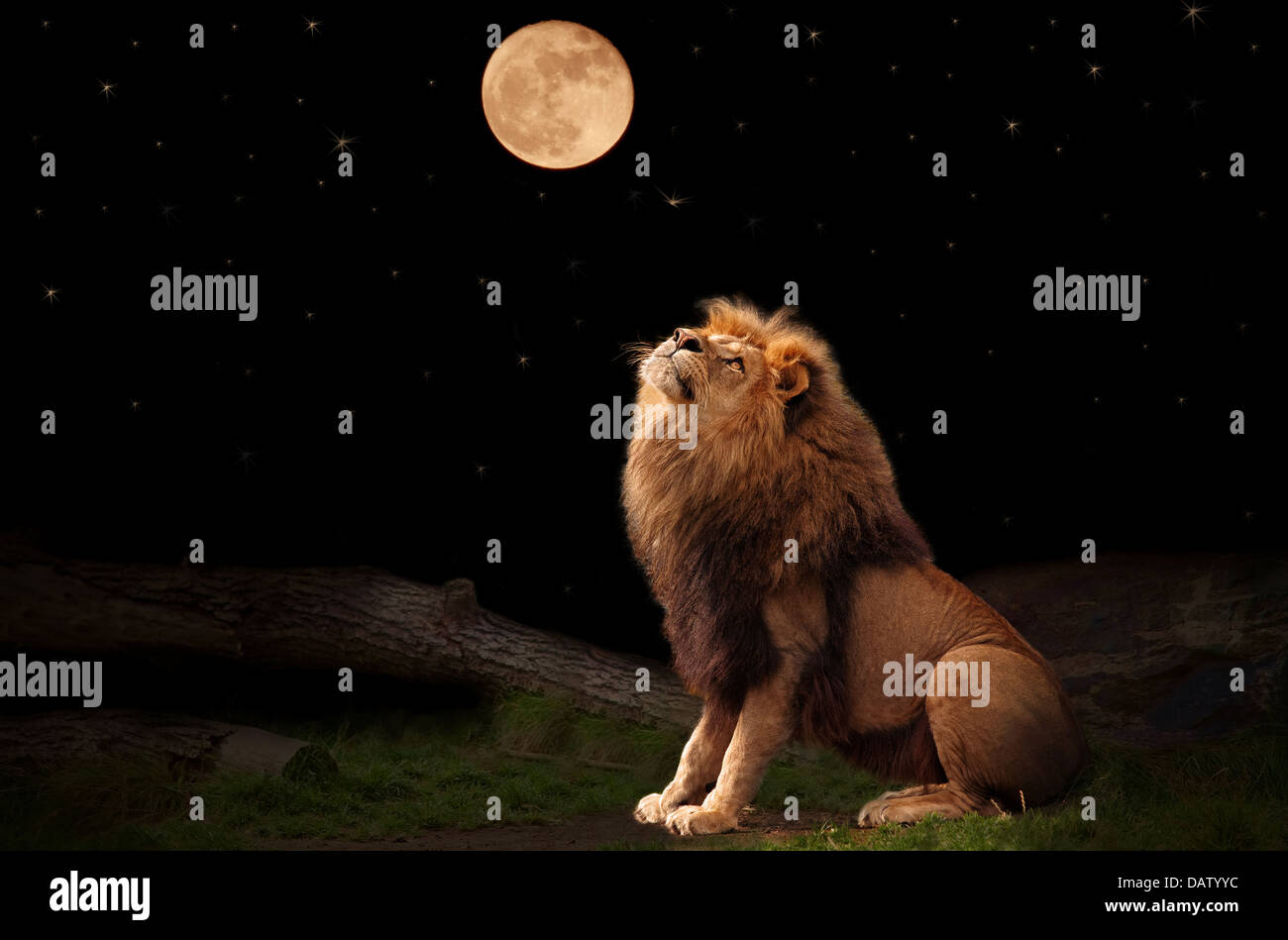 Lion hunt night hi-res stock photography and images - Alamy