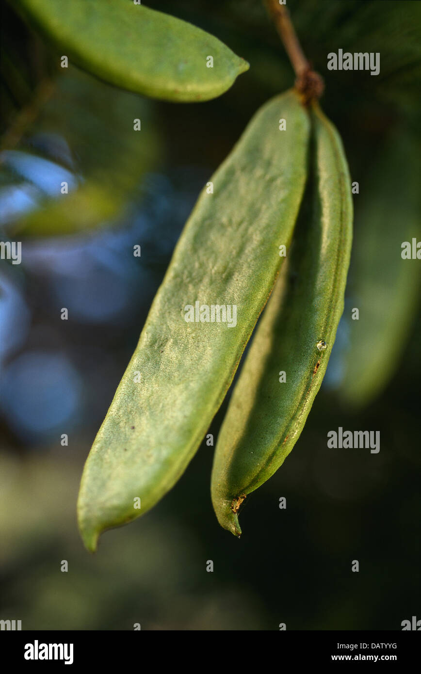 A Paperbark seed in the Lowveld, South Africa Stock Photo - Alamy