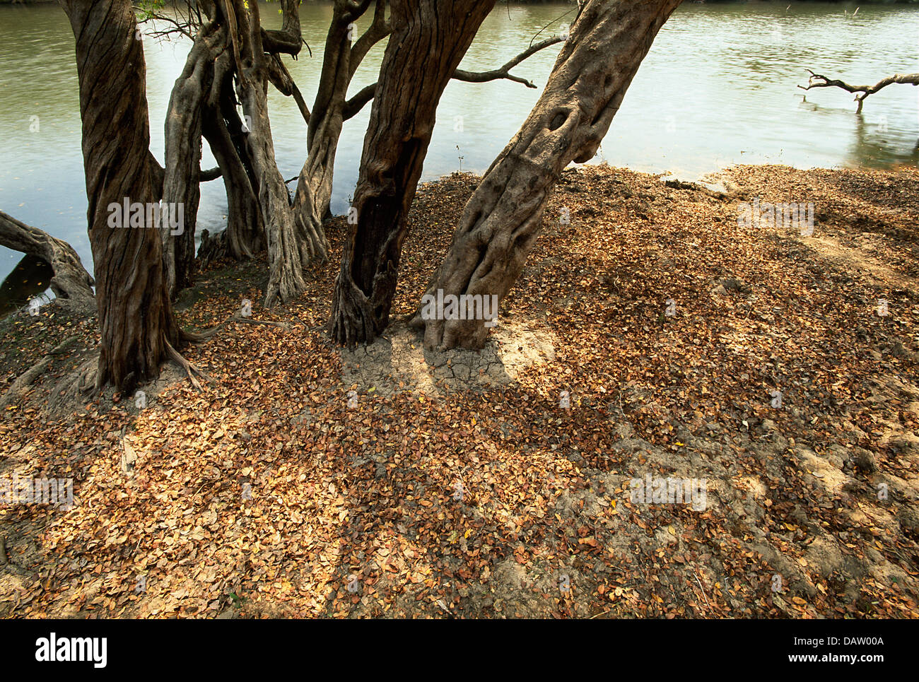 Kafue national park trees hi-res stock photography and images - Alamy