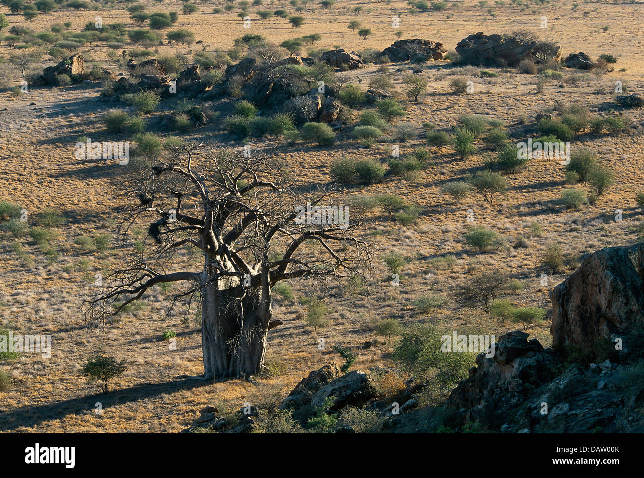 A Baobab Tree in the Mapungubwe National Park, South Africa Stock Photo ...