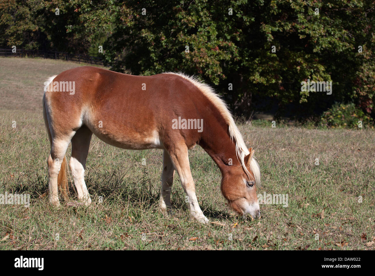 Haflinger pony hi-res stock photography and images - Alamy