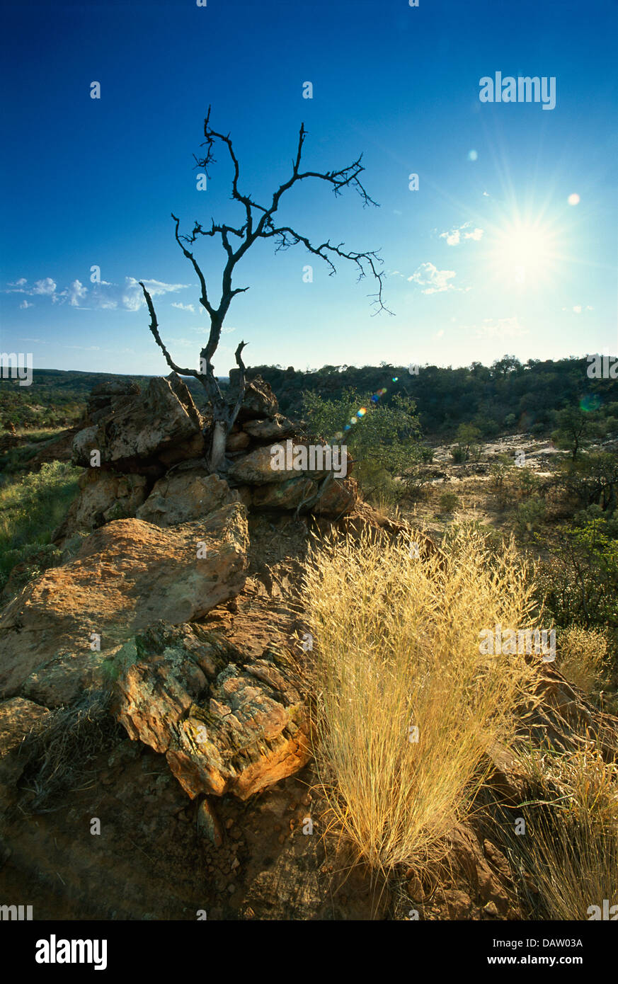 A scene in the Mapungubwe National Park Stock Photo - Alamy