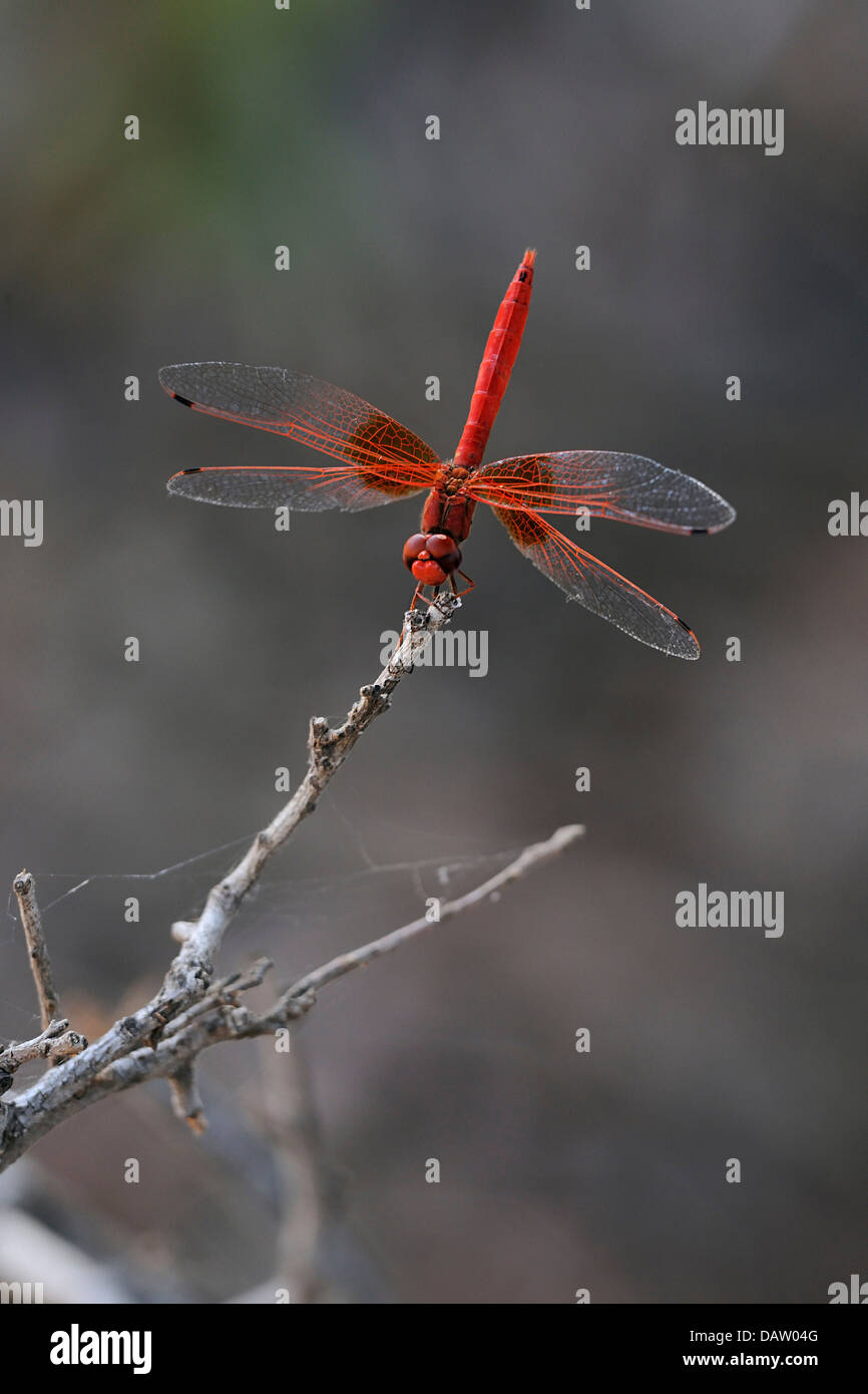 A dragonfly, South Africa Stock Photo - Alamy