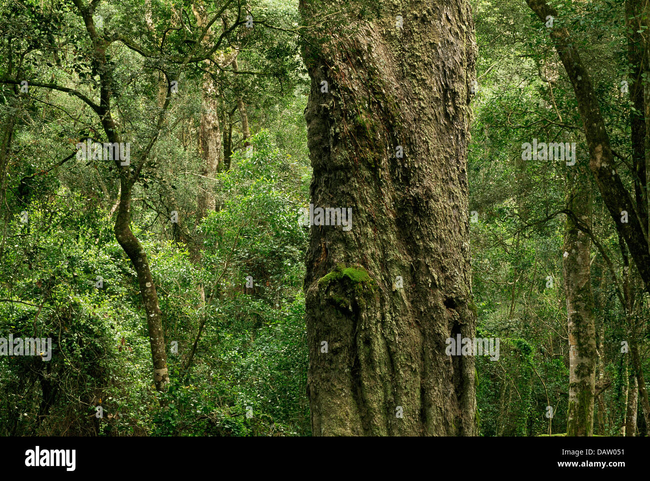 A Auteniqua Yellow wood Tree in a indigenous forest, South Africa Stock ...