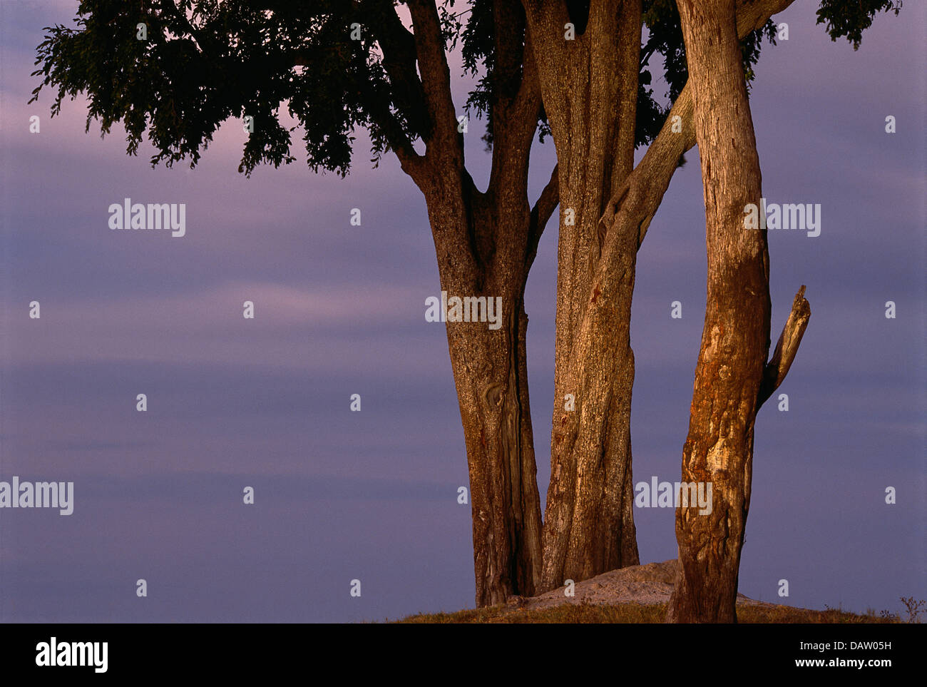 Jackal berry tree hi-res stock photography and images - Alamy