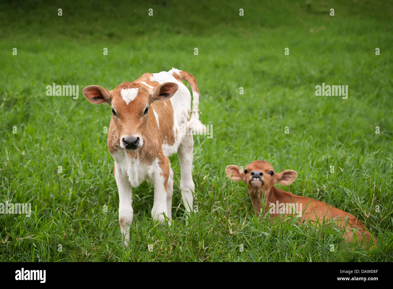 Costa rican cattle hi-res stock photography and images - Alamy