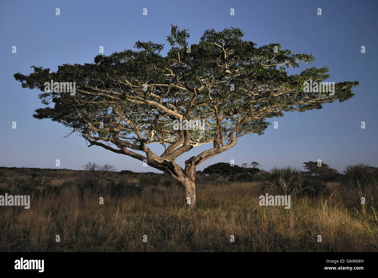 A Pod Mahogany Tree in the evening in the Tembe Elephant Reserve, South ...