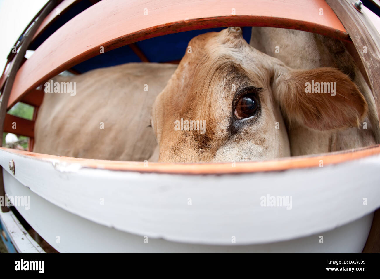 Cow on panel truck Stock Photo - Alamy
