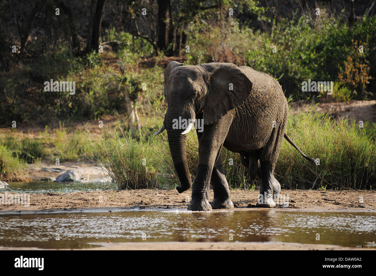 A African elephant crossing the Olifants River in the Kruger National ...