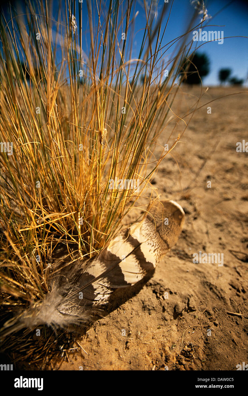 Cory bustard hi-res stock photography and images - Alamy