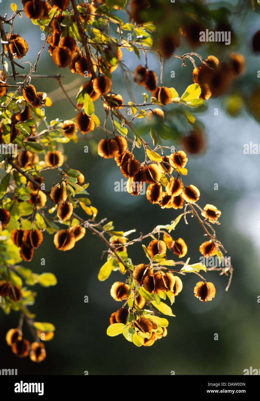 Combretum seeds hi-res stock photography and images - Alamy