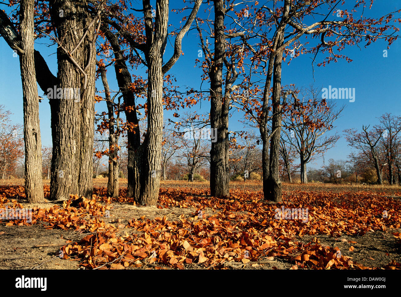 Mopane trees hi-res stock photography and images - Alamy