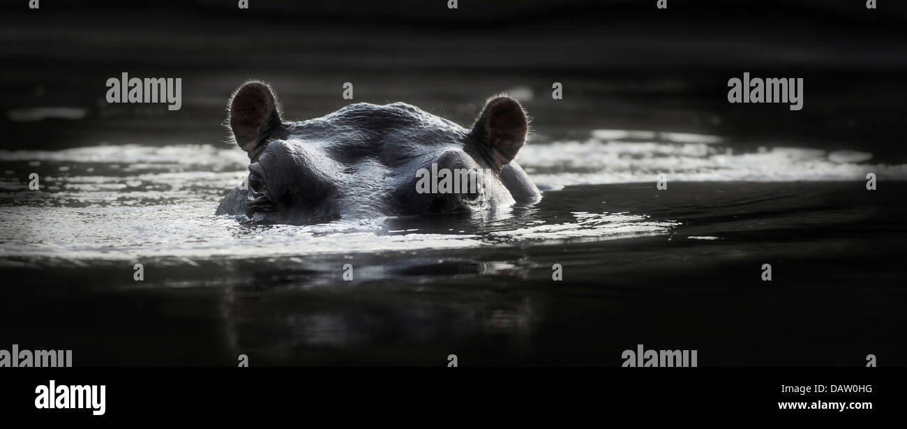 Hippo in water Stock Photo - Alamy