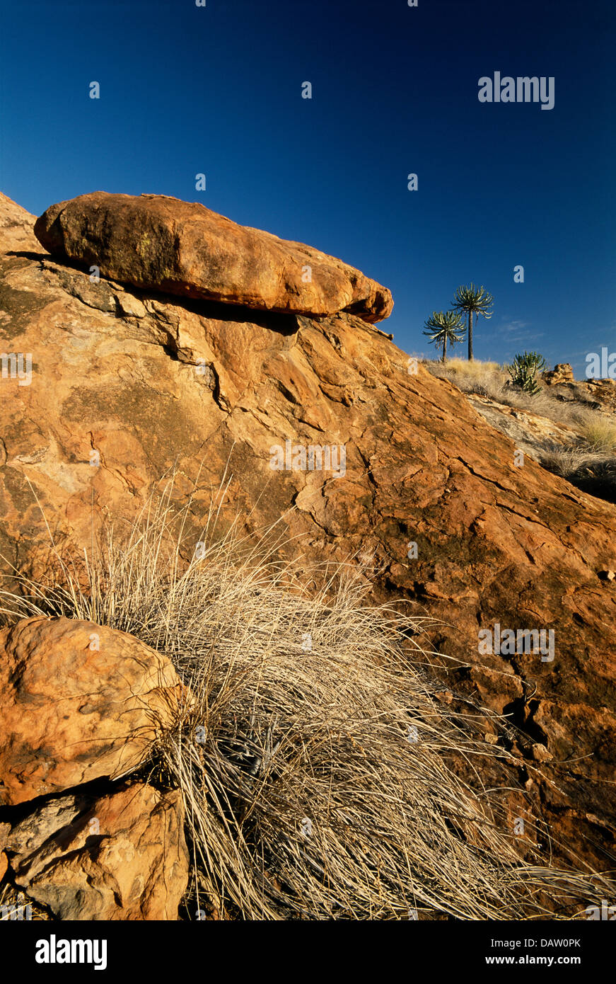 Sandstone rocks in the Mapungubwe National Park with two Candelabra ...