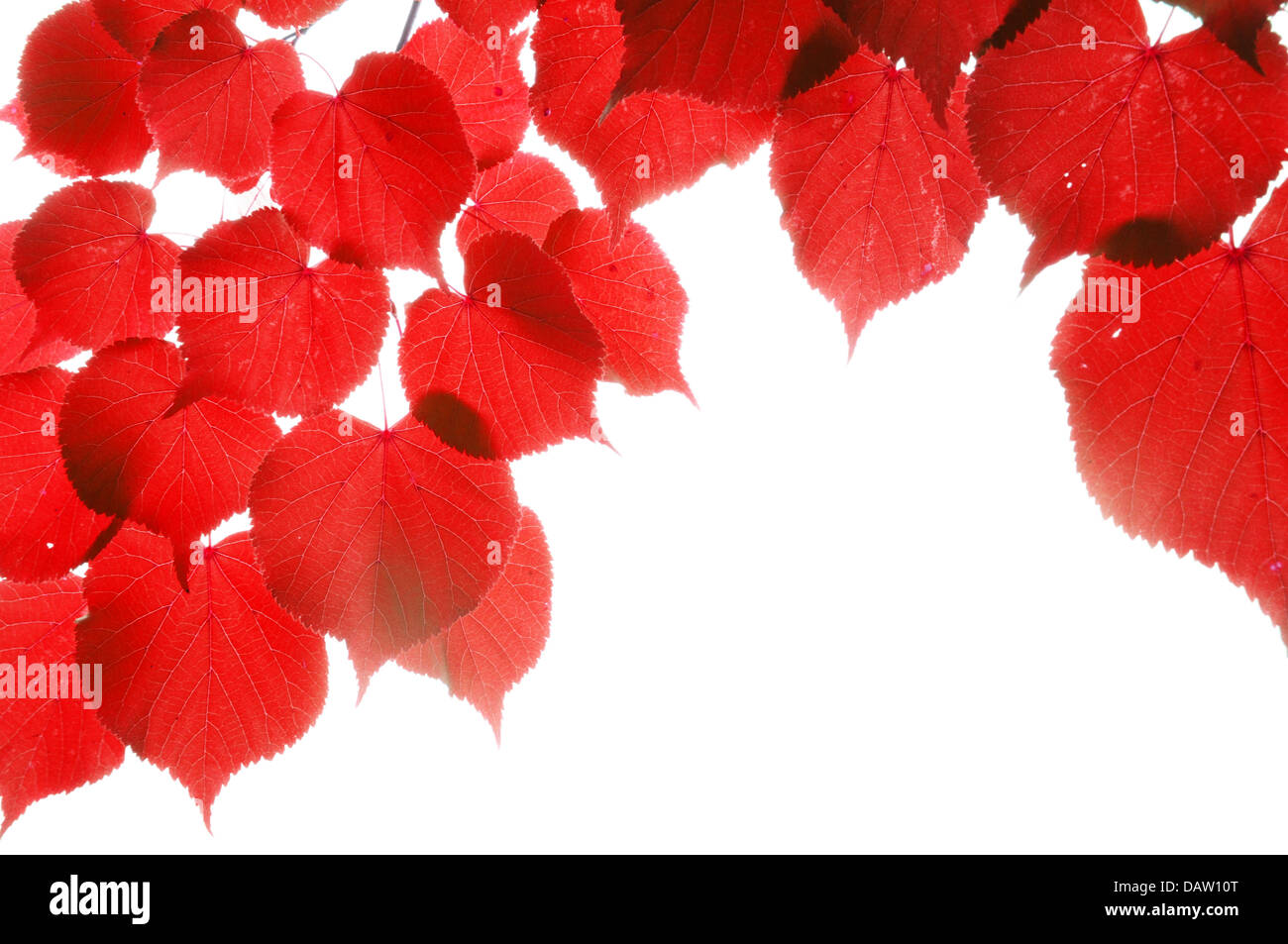 red fall leaves Stock Photo - Alamy