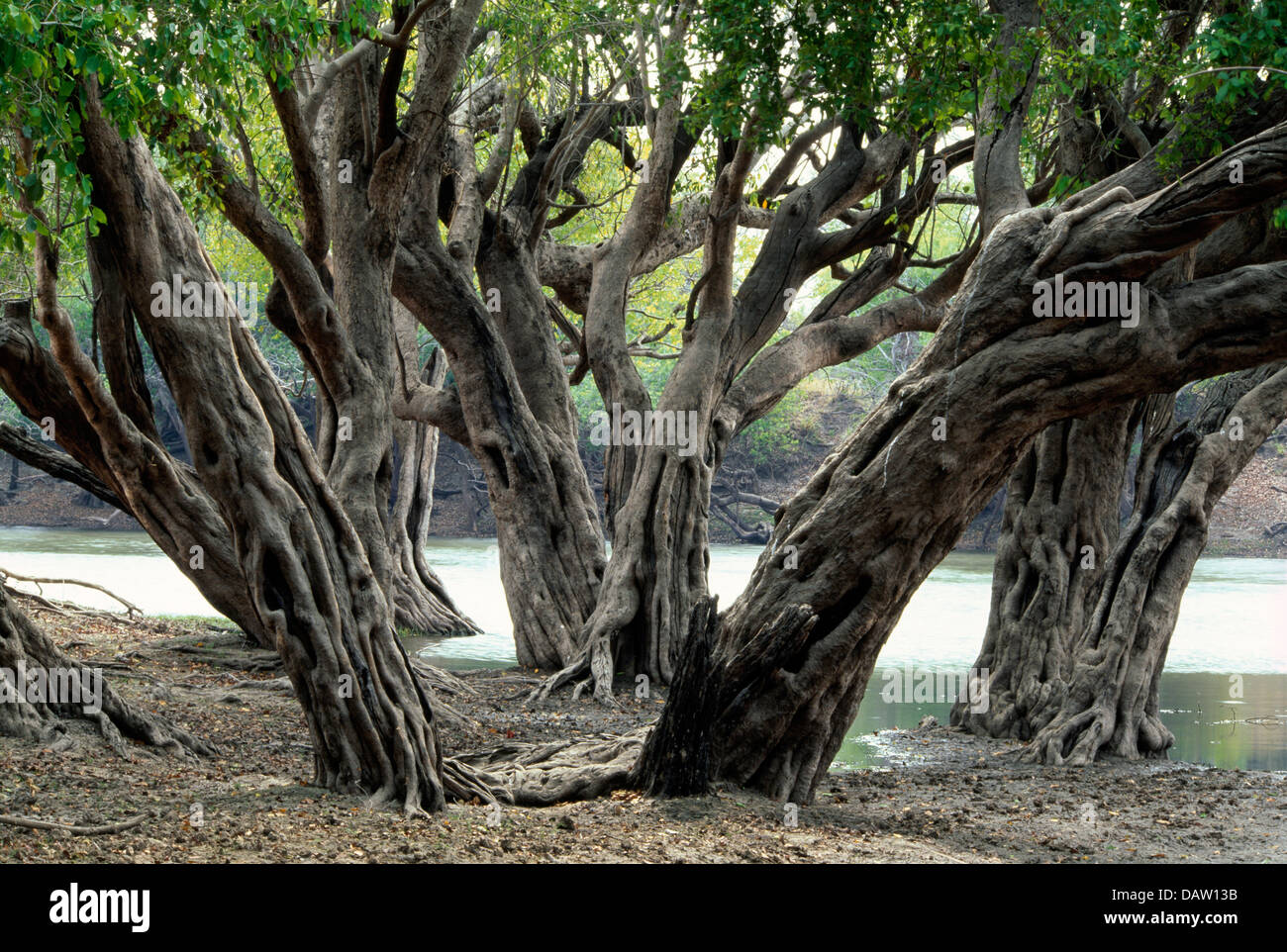 A cluster of Waterpear trees on the banks of the Lufupa River in the ...
