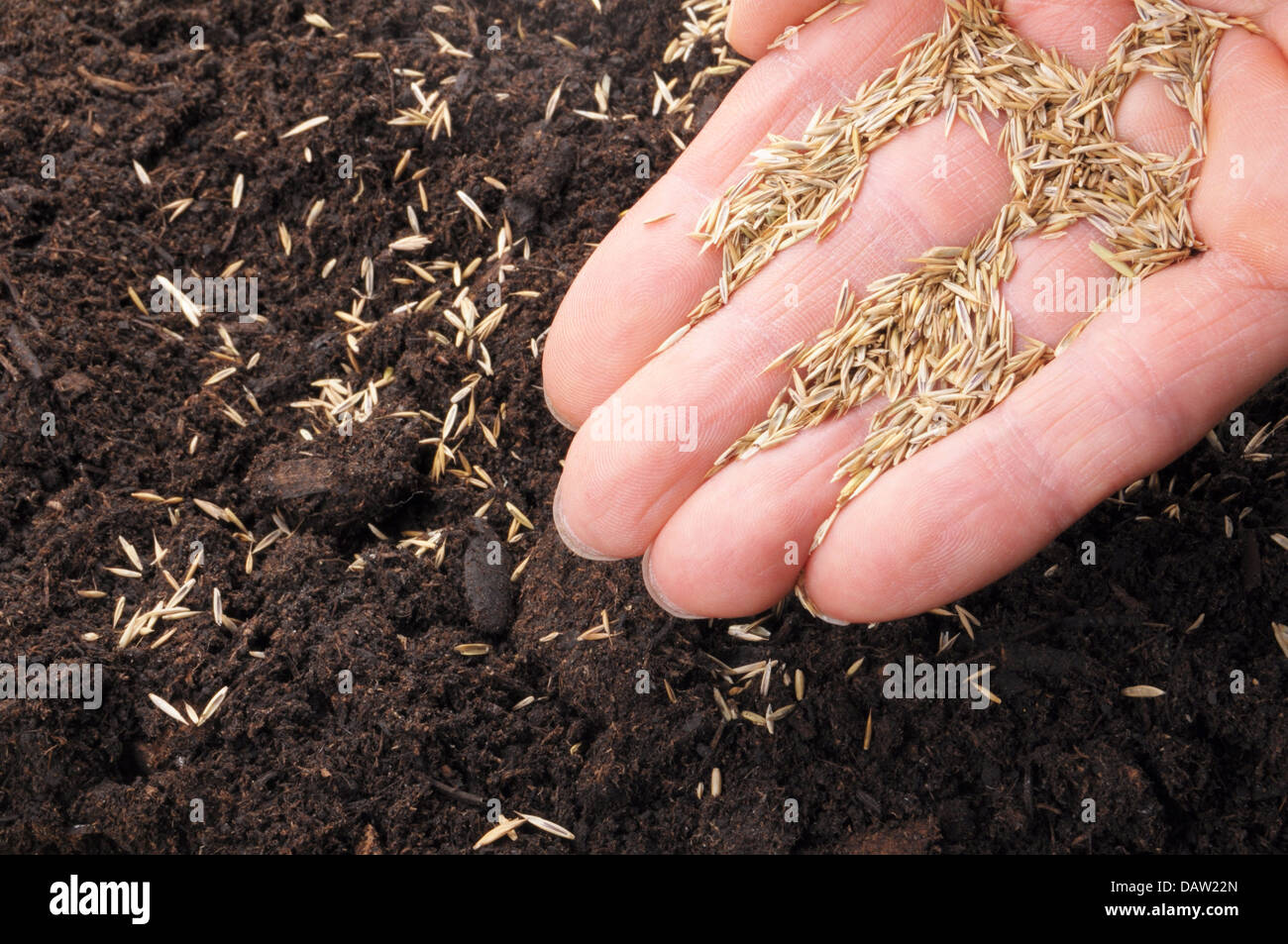 hand sowing seed Stock Photo - Alamy