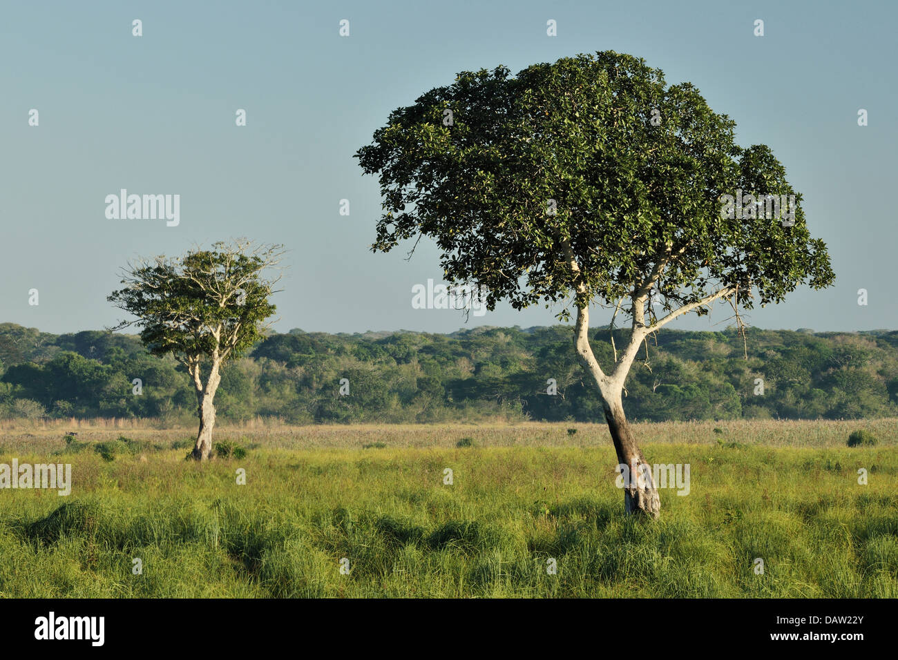 Two Wild Fig Trees in the dry riverbed of the Muzi River, Tembe ...