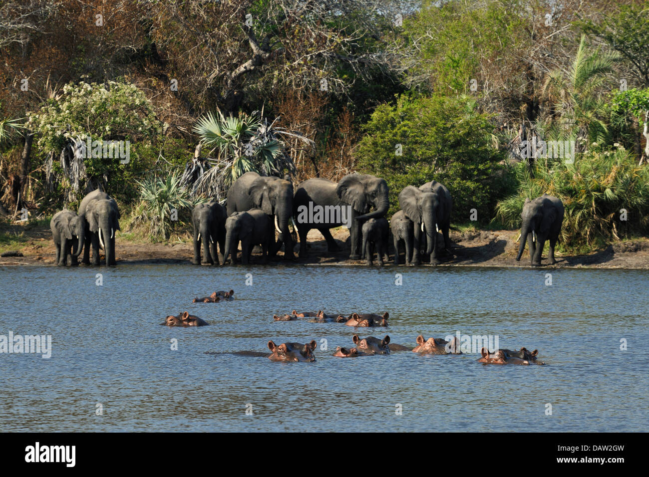 Elephants and hippos at the Fomothini Pan in the Muzi River, Tembe ...