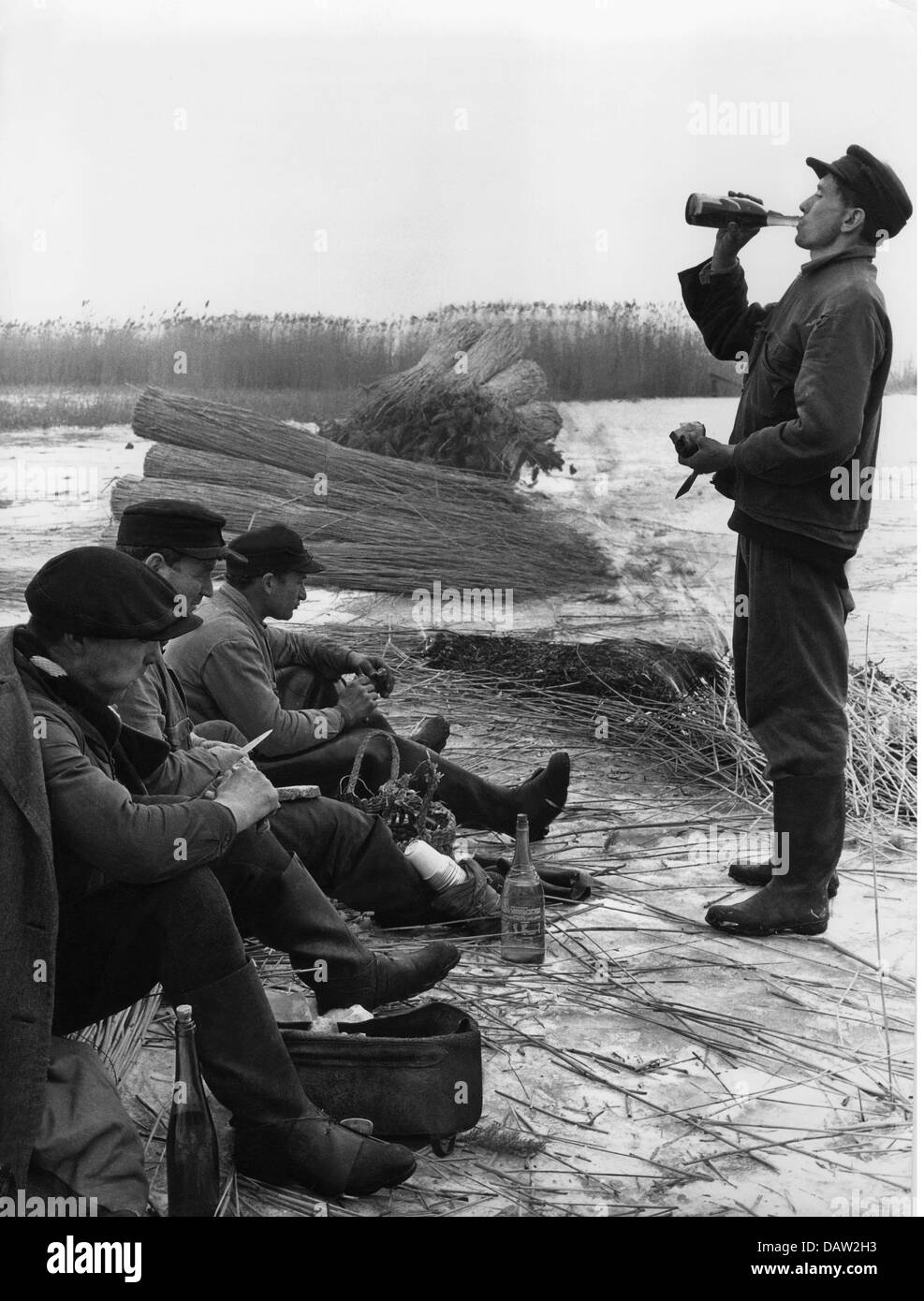 agriculture, agricultural work, reed cutters having lunch break ...