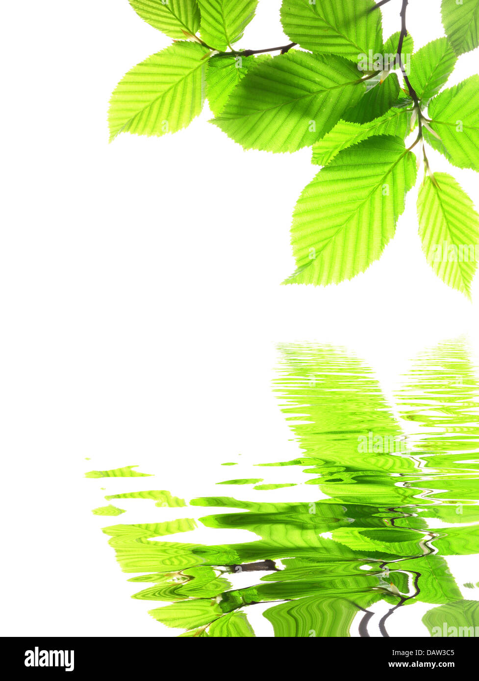 green leaf and water Stock Photo - Alamy