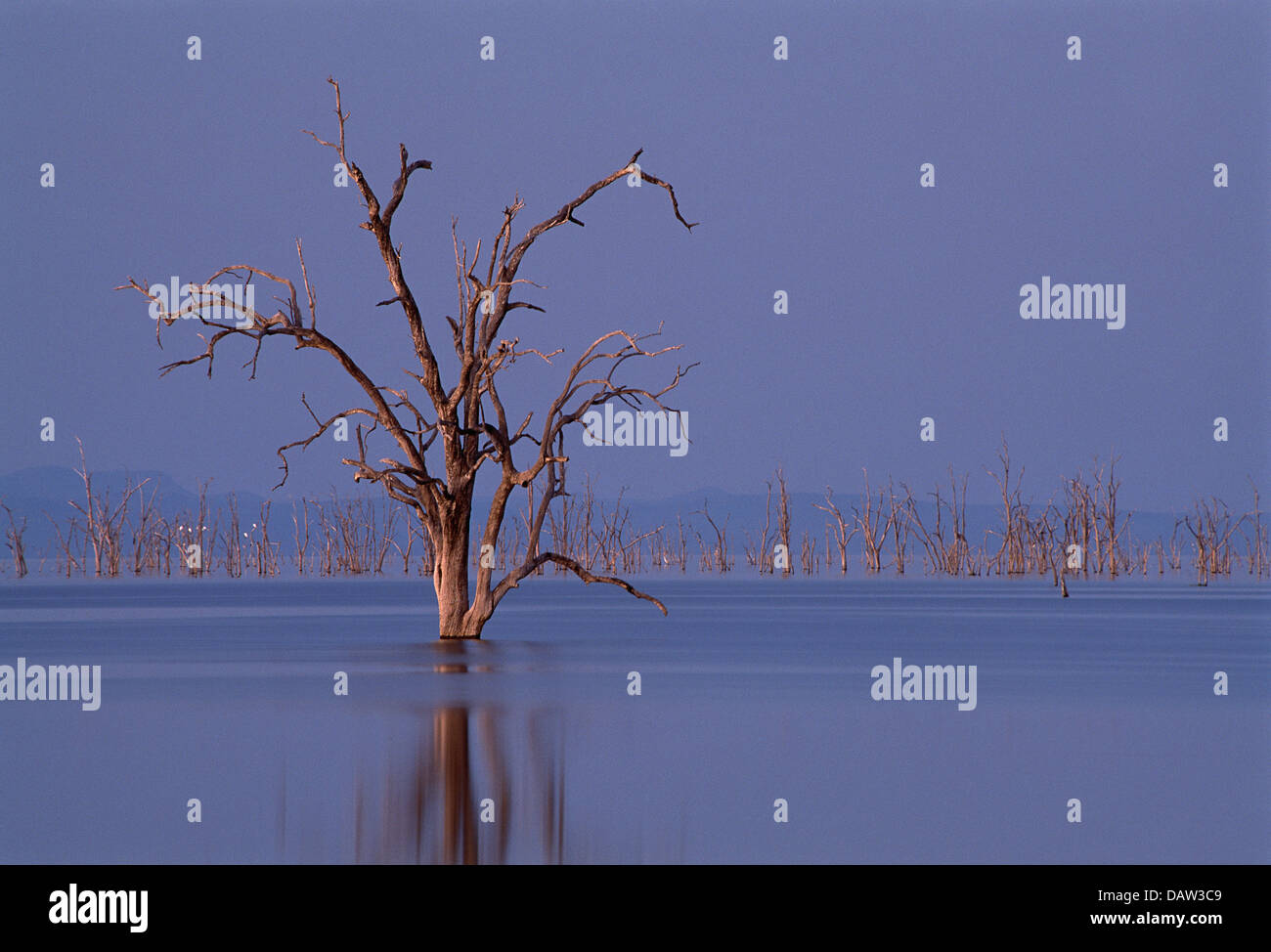 Last light on a dead tree in Lake Kariba, Matusadona National Park ...