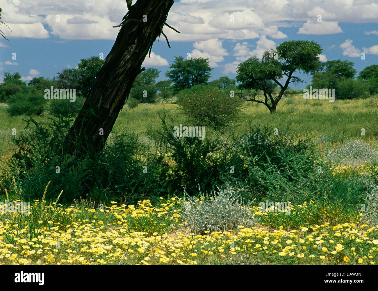 After the first rains the Kalahari veld is in flower, South Africa ...