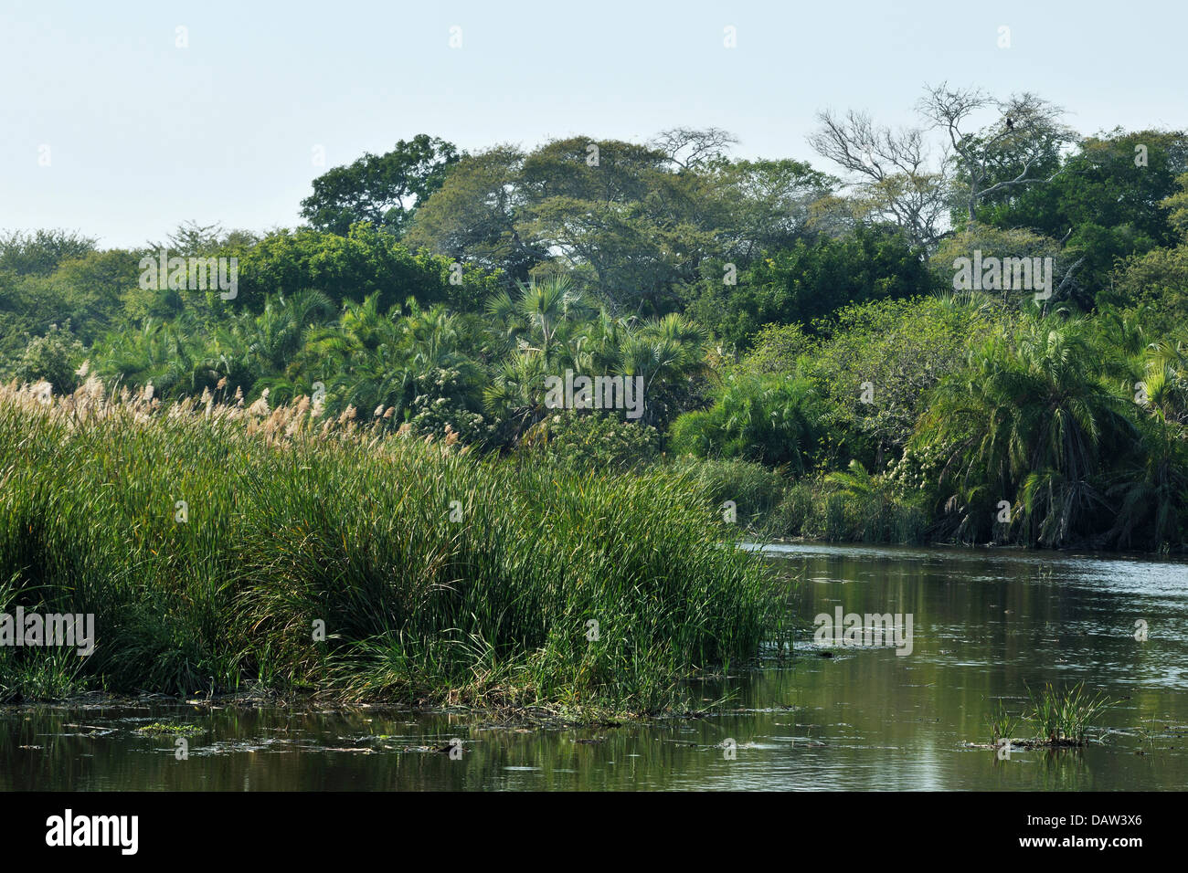 Tembe Elephant Park Stock Photos & Tembe Elephant Park Stock Images - Alamy