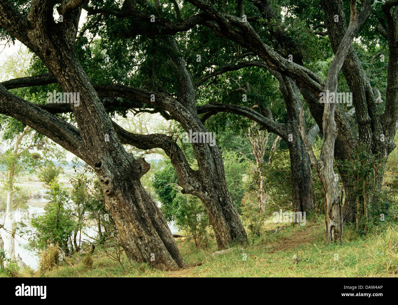 Jackal berry tree hi-res stock photography and images - Alamy