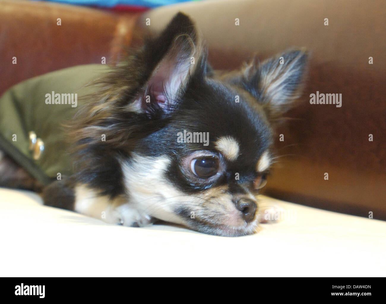 Chihuahua dog Chiara pictured at the 'V.I.Pets - Luxury goods & food ...