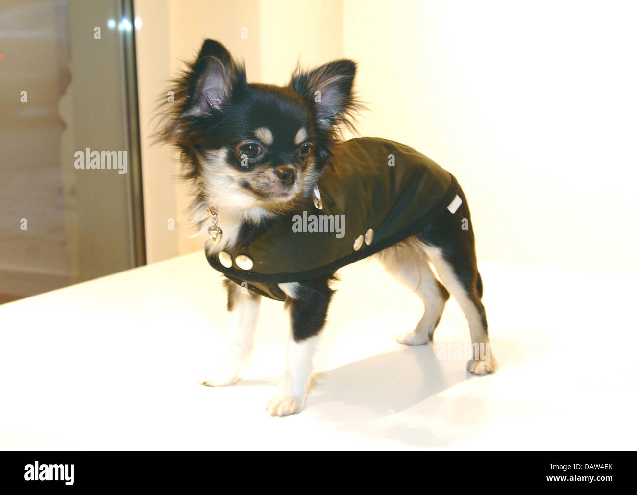 Chihuahua dog Chiara pictured wearing a rain cape at the 'V.I.Pets ...