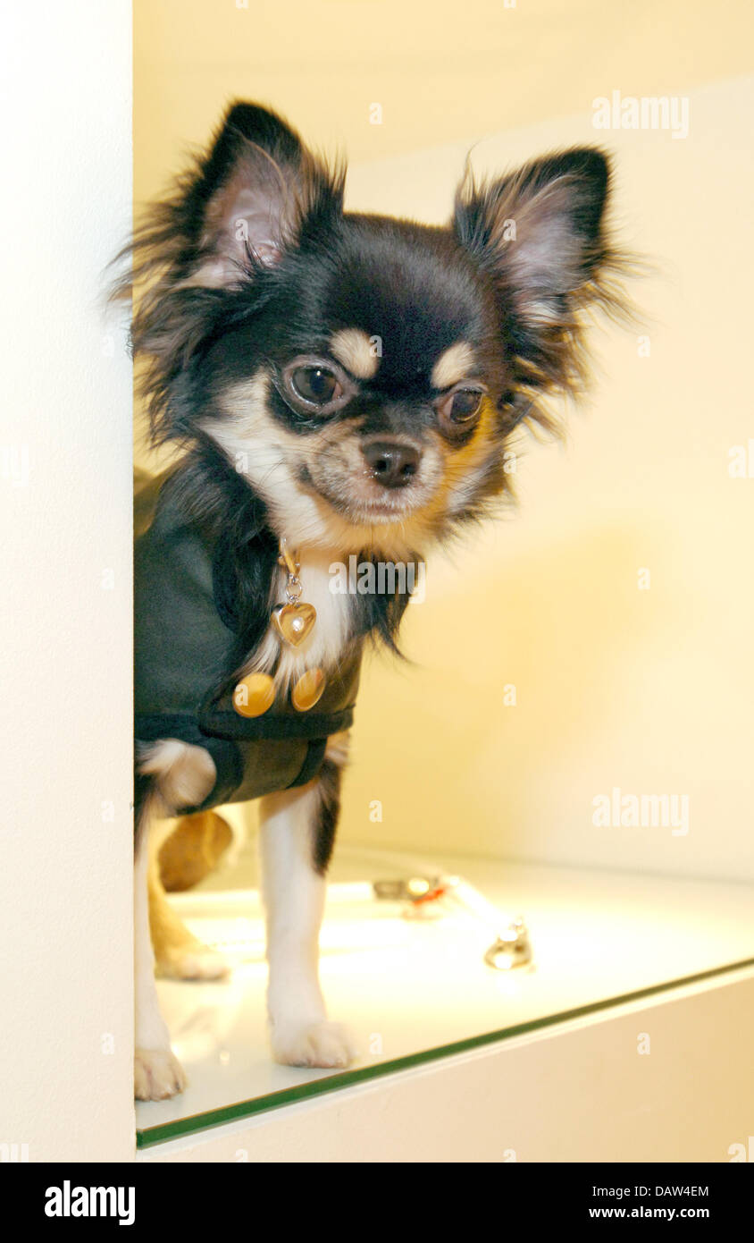 Chihuahua dog Chiara pictured at the 'V.I.Pets - Luxury goods & food ...