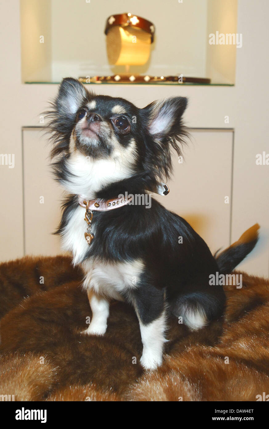 Chihuahua dog Chiara sits on a fur pillow at the 'V.I.Pets - Luxury ...