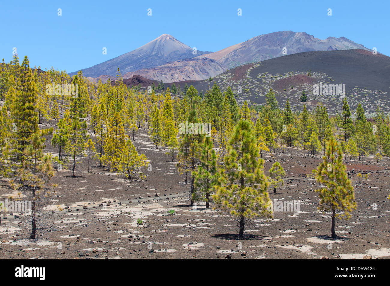 pine trees at teide, tenerife Stock Photo - Alamy