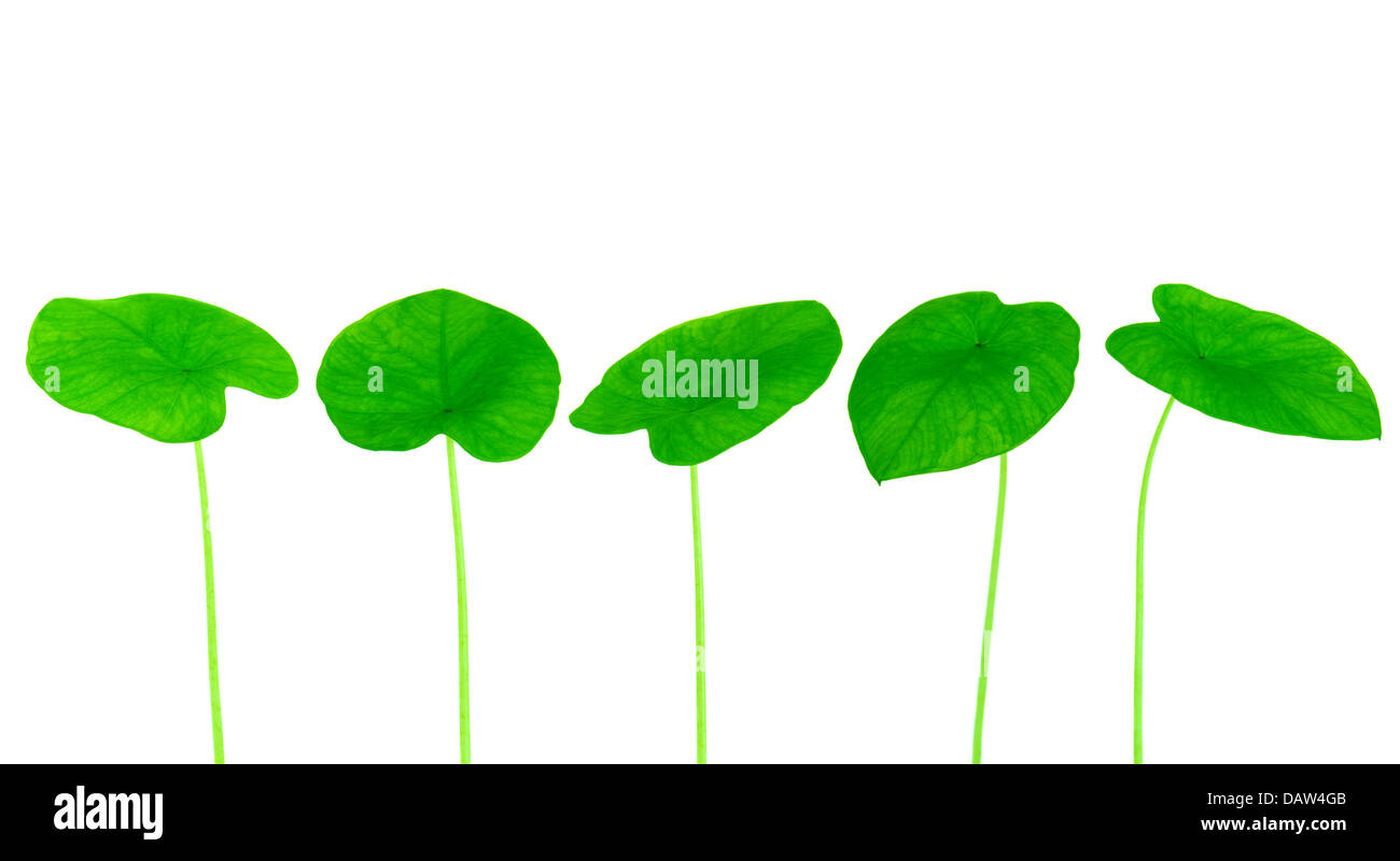 Yam design hi-res stock photography and images - Alamy