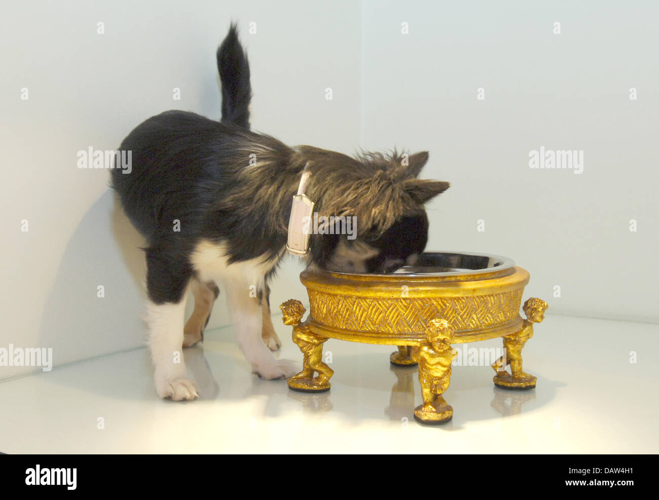 Chihuahua dog Chiara eats from an aureated feeding bowl at the 'V.I ...
