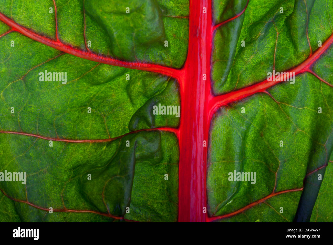 closeup of a backlit mangold leaf Stock Photo - Alamy