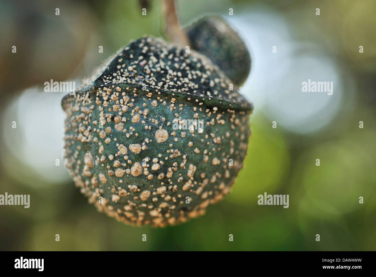 A Toad Tree fruit in the Tembe Elephant Reserve, South Africa Stock ...
