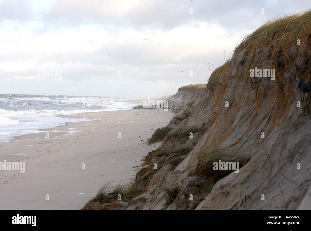 The picture shows the dune cliffs of Hoernum on the Island of Sylt ...