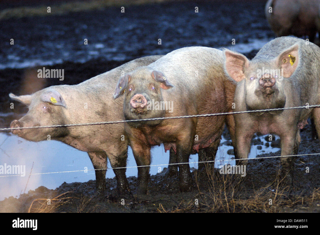 Three pigs are pictured behind a fence in a muddy pool outdoors in ...