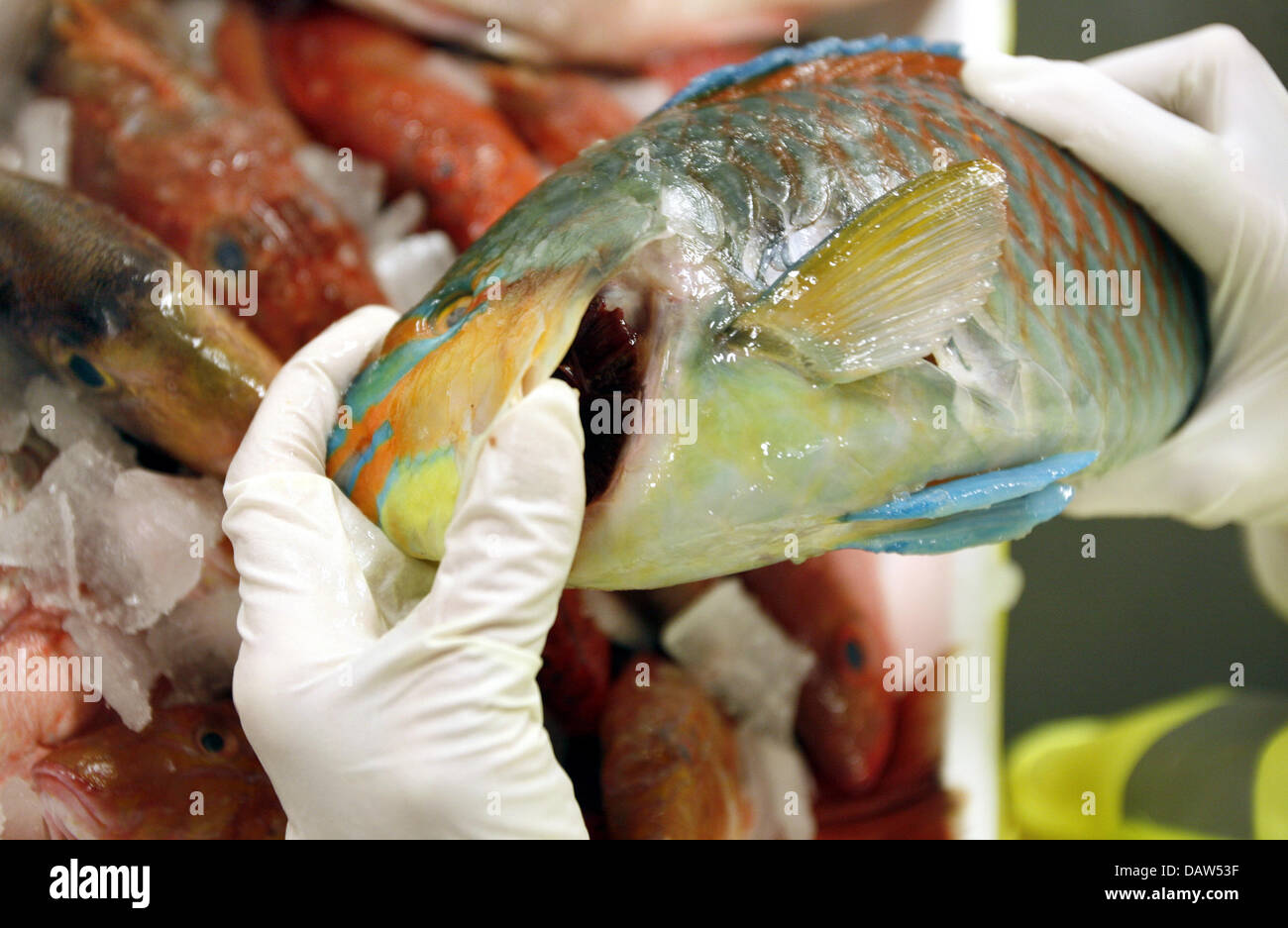 A veterinary examines the quality of a fish at the Perishable Center ...