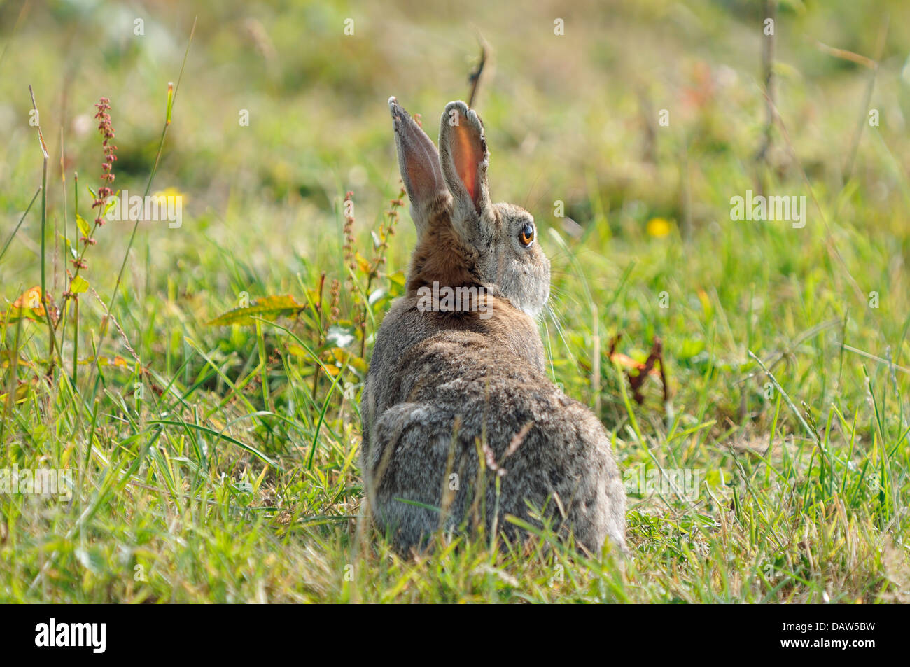 Adult Rabbit keeps watch - Oryctolagus cuniculus Stock Photo - Alamy