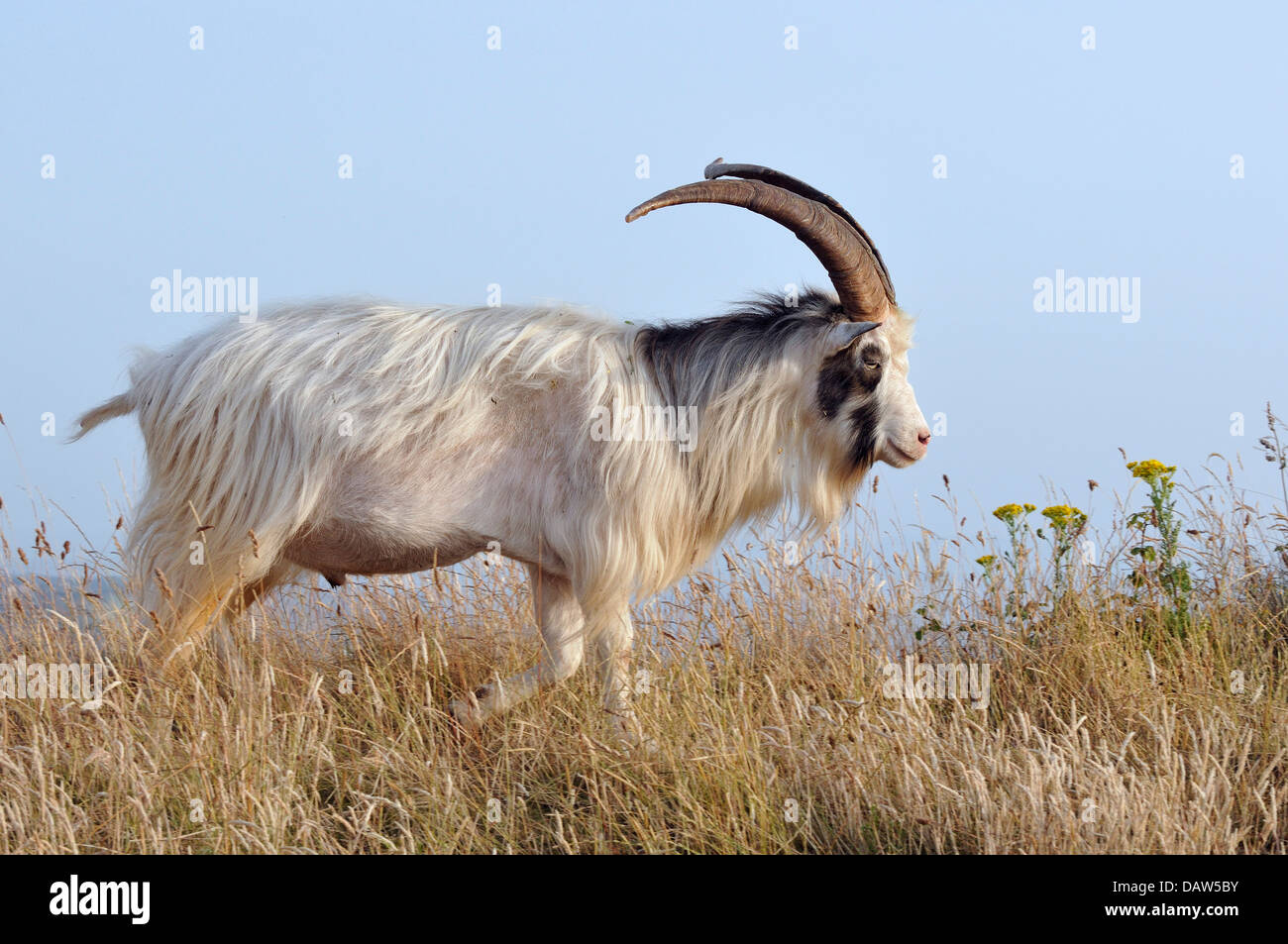 Wild Goat on Bean Down in Somerset Stock Photo - Alamy