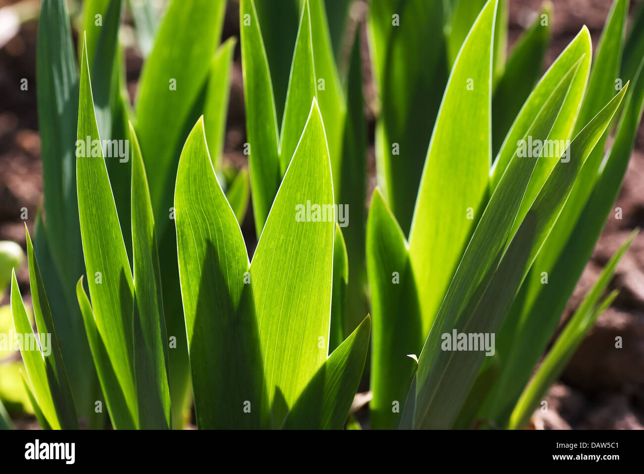 Juicy green grass Stock Photo - Alamy