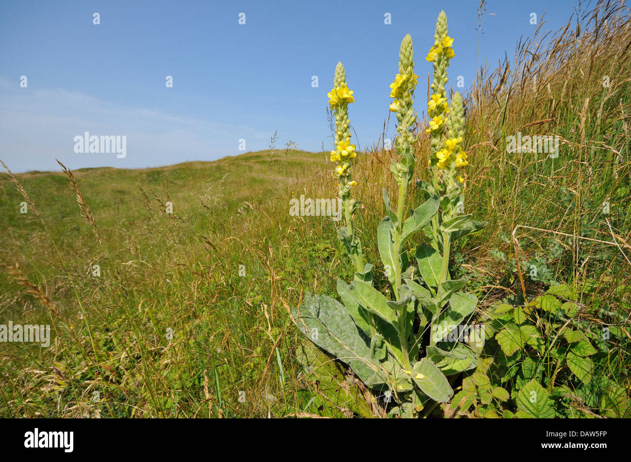 Great Mullein - Verbascum thapsus In Sand Dunes at Kenfig Burrows Stock ...