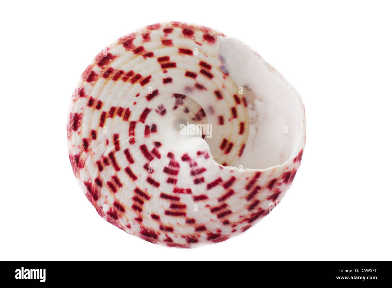 Spiral seashell hi-res stock photography and images - Alamy