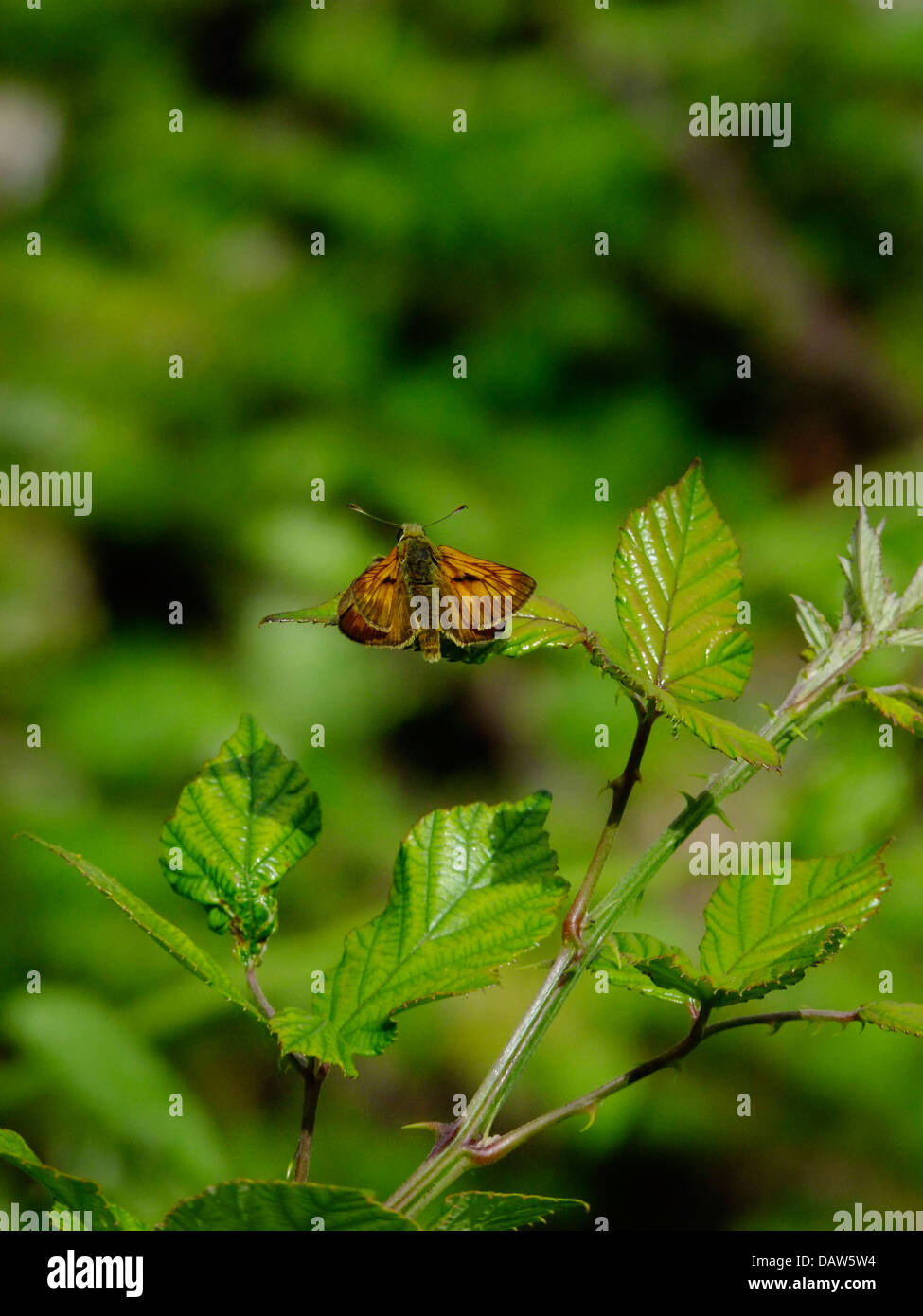 Green skipper butterfly hi-res stock photography and images - Alamy