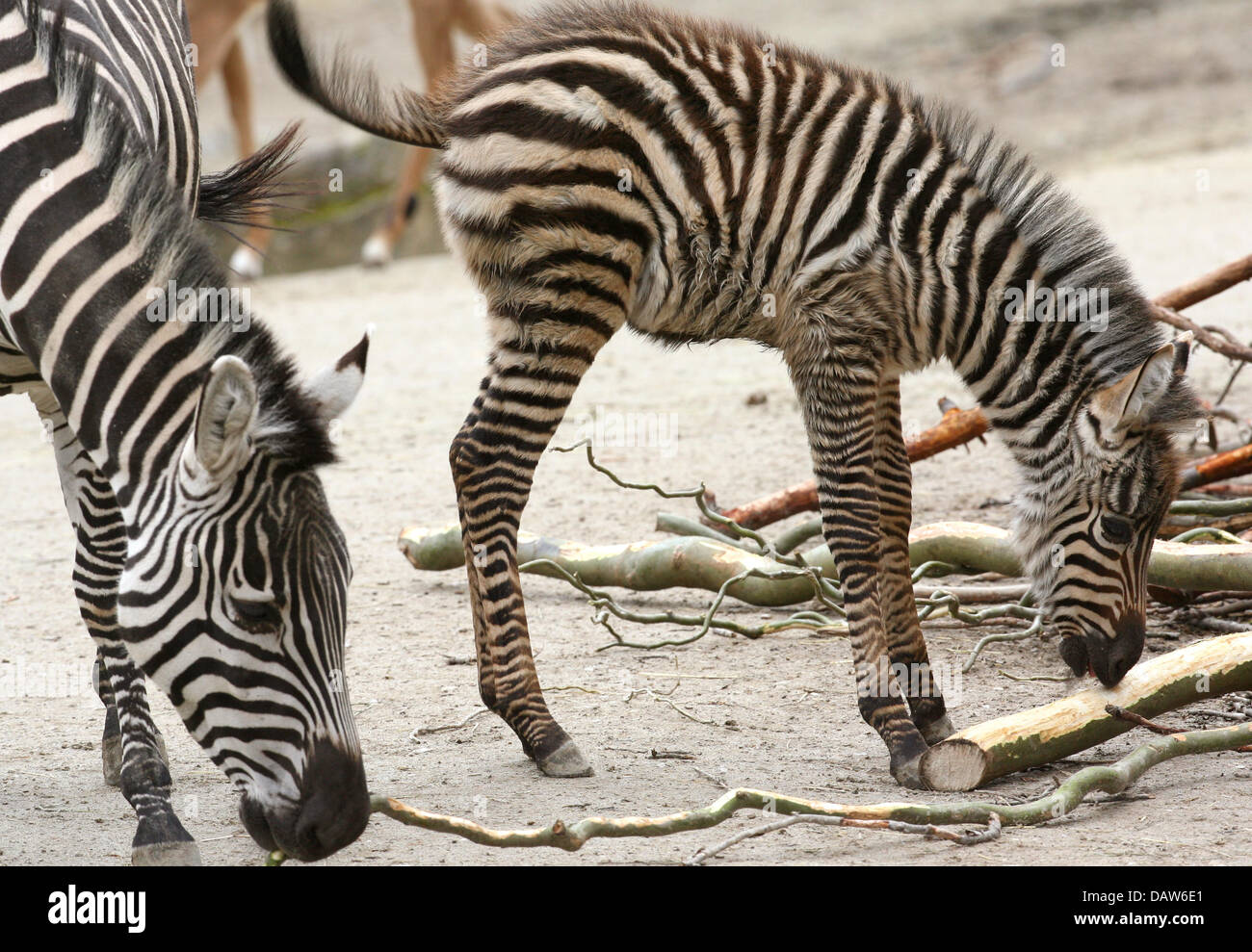 Hum human hum animal earth earth hi-res stock photography and images ...